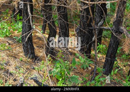 Dry young pine trees after a grass fire. Burnt tree trunks, dried ...