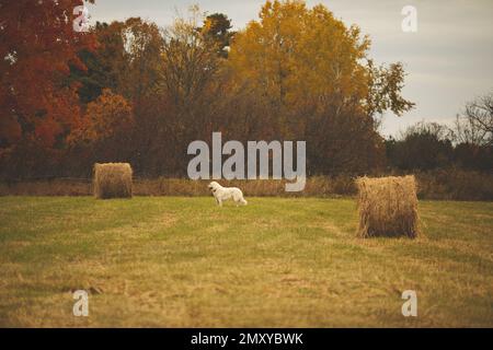 A Maremma Sheepdog playing on the field of a small farm Stock Photo - Alamy