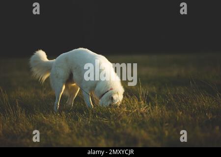 A Maremma Sheepdog playing on the field of a small farm Stock Photo - Alamy