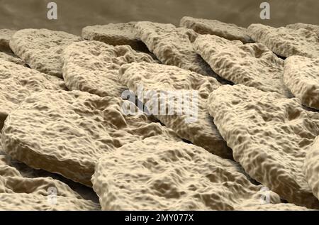 Healthy human skin (Epidermis) surface - isometric view 3d illustration ...