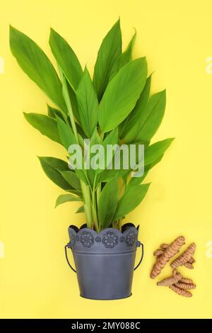 Turmeric plant growing in metal pot. Organic nature homegrown produce ...