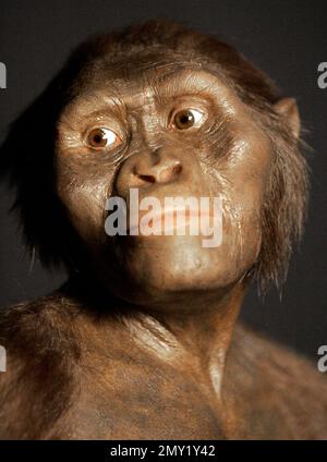 Australopithecus afarensis model Stock Photo - Alamy