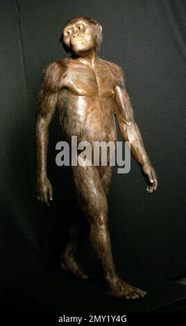 Australopithecus afarensis model Stock Photo - Alamy