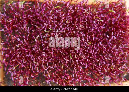 Red color microgreen amaranth growed on the fabric on wooden background ...