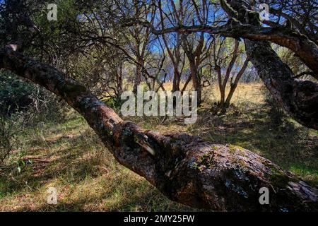Paper tree (Polylepis incana), beautiful detail of native forest in the ...