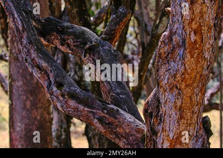 Paper tree (Polylepis incana), beautiful detail of native forest in the ...