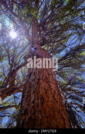 Paper tree (Polylepis incana), beautiful detail of native forest in the ...
