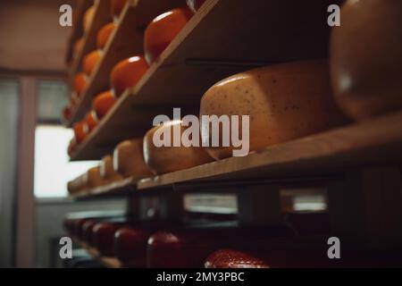 Cheese heads maturing on rack in factory warehouse. Many dutch cheeses ...