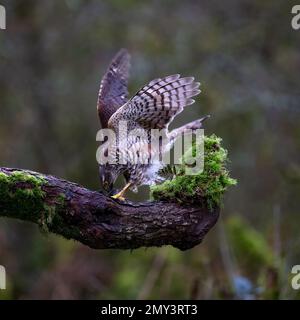 Fierce female Sparrowhawk rips into her prey on a branch in the woods ...