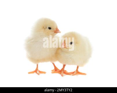 Cute fluffy baby chickens on white background. Farm animals Stock Photo ...