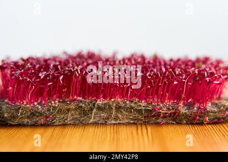 Red color microgreen amaranth growed on the fabric on wooden background ...
