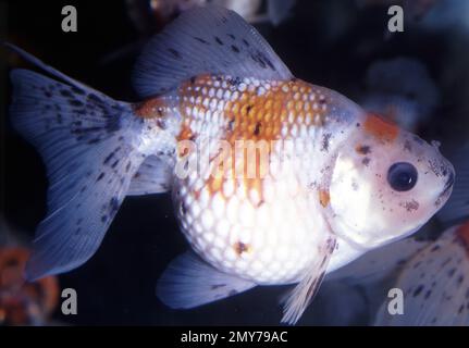 Pearl scale calico goldfish (Carassius auratus Stock Photo - Alamy