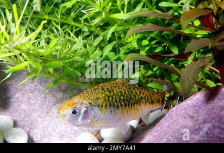 Barbodes semifasciolatus, the Chinese barb, is a species of cyprinid ...