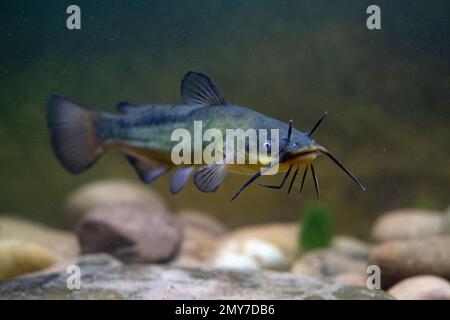 Black bullhead catfish caught in belgium Stock Photo - Alamy