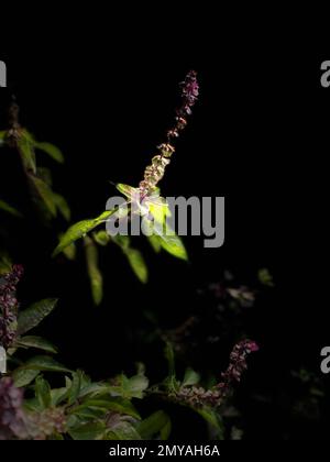 dark green basil leaves background. Full frame texture of fresh ...
