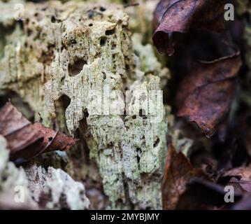 Science and Nature - Decomposing Wood and leaf litter in forest and ...