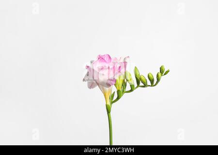 Beautiful blooming pink freesia on light blue background Stock Photo ...