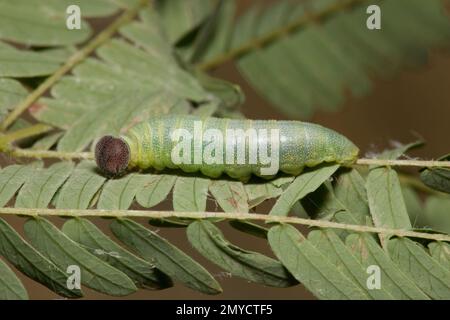 Skipper Butterfly larva (Hesperiidae) on a leaf Stock Photo - Alamy