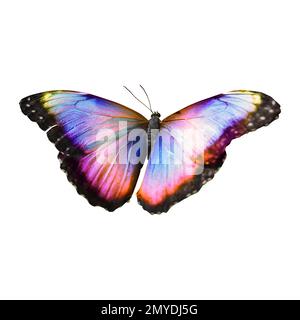 Amazing bright color butterfly isolated on white Stock Photo - Alamy