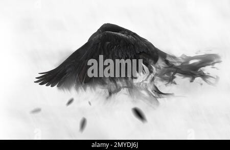 Black raven flying through mist, fantasy image Stock Photo - Alamy