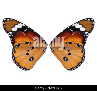 An elegant, beautiful white tiger with brown stripes lgoes to his food ...