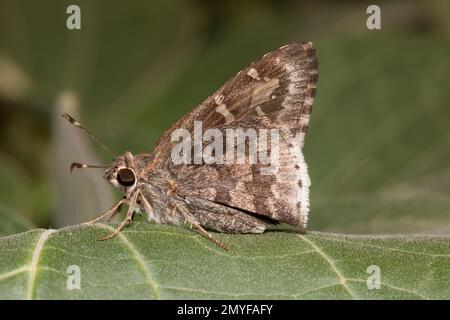 Skipper Butterfly larva (Hesperiidae) on a leaf Stock Photo - Alamy
