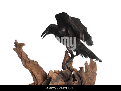 Beautiful common raven perched on wood against white background Stock ...