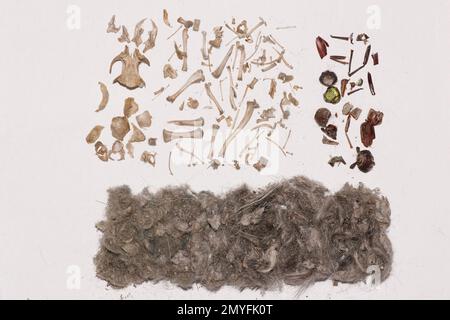 Mexican Spotted Owl pellet dissected. Rodent bones Stock Photo - Alamy