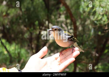 Madeira Chaffinch (Fringilla coelebs maderensis), an island endemic ...