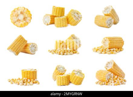 set of piece of corn on the cob showing cut cross-section with yellow ...