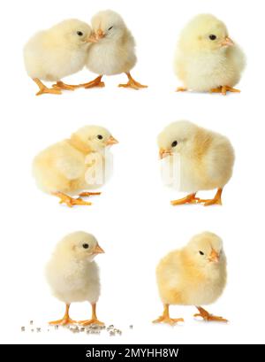 Collage with cute fluffy chickens on white background. Farm animals Stock Photo - Alamy