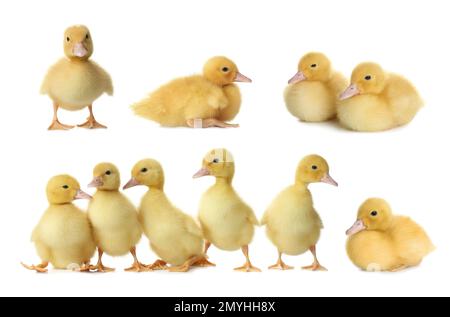 Collage with cute fluffy ducklings on white background. Baby animal ...