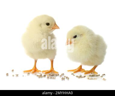 Cute fluffy baby chickens with millet groats on white background. Farm animals Stock Photo - Alamy