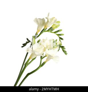 Beautiful freesias, on green background Stock Photo - Alamy