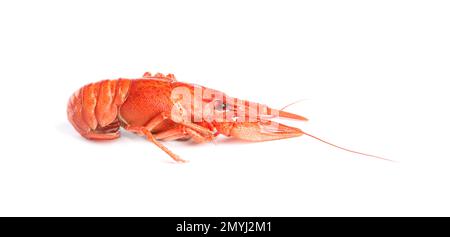 Delicious red boiled crayfish isolated on white Stock Photo - Alamy
