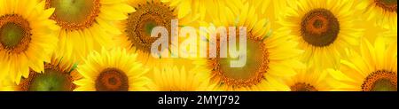 Many bright sunflowers as background. Banner design Stock Photo - Alamy