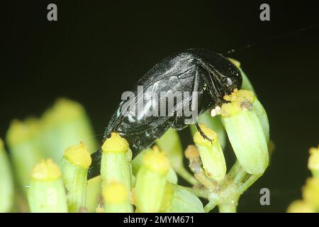 Tumbling flower beetle (Hoshihanamonia antarctica) or Mordella sp Stock ...