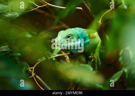 Central Fijian Banded Iguana (Brachylophus bulabula Stock Photo - Alamy
