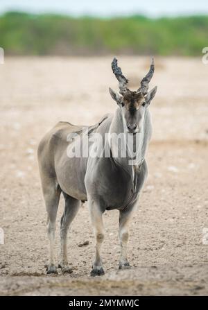 Common eland (Taurotragus oryx), male, captive, occurring in Africa ...