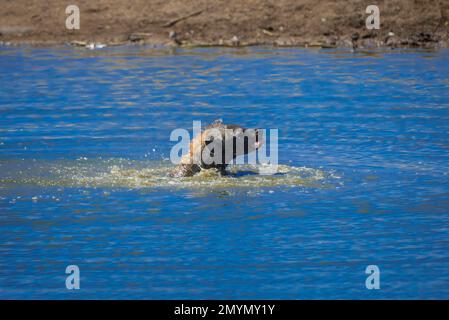 Spotted hyena (Crocuta crocuta), also known as spotted hyena, bathing ...