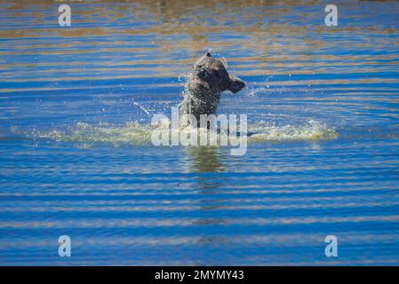 Spotted hyena (Crocuta crocuta), also known as spotted hyena, bathing ...