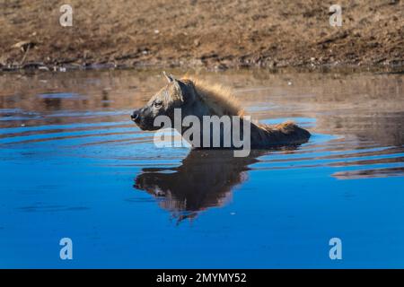 Spotted hyena (Crocuta crocuta), also known as spotted hyena, bathing ...