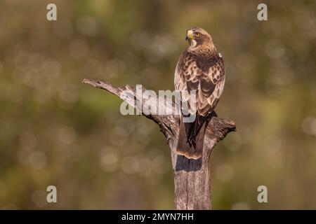 Booted eagle (Aquila pennata), light morph, Caceres province ...
