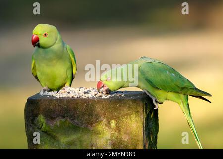 Two collared parakeets (Psittacula krameri) hanging from a tree at the ...