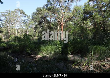 Lake Parramatta Reserve Stock Photo - Alamy