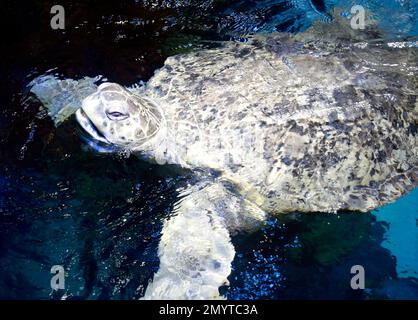 Myrtle the Green sea turtle, in the Giant Ocean Tank at the New England ...