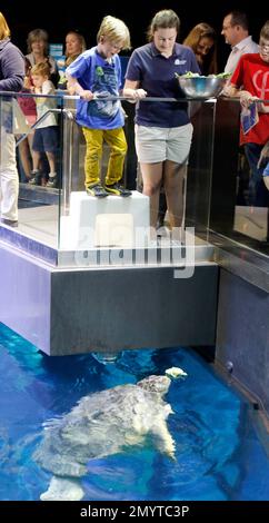 Myrtle the Green sea turtle, in the Giant Ocean Tank at the New England ...
