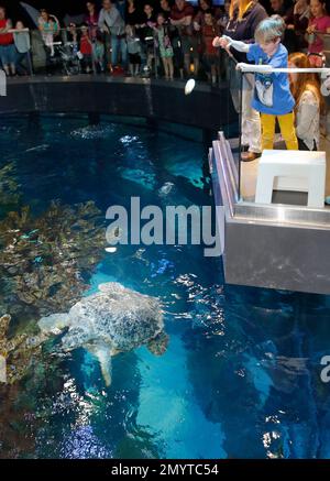 Myrtle the Green sea turtle, in the Giant Ocean Tank at the New England ...