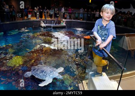 Myrtle the Green sea turtle, in the Giant Ocean Tank at the New England ...