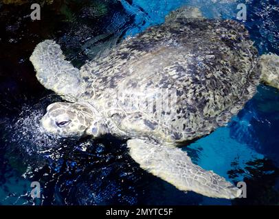 Myrtle the Green sea turtle, in the Giant Ocean Tank at the New England ...